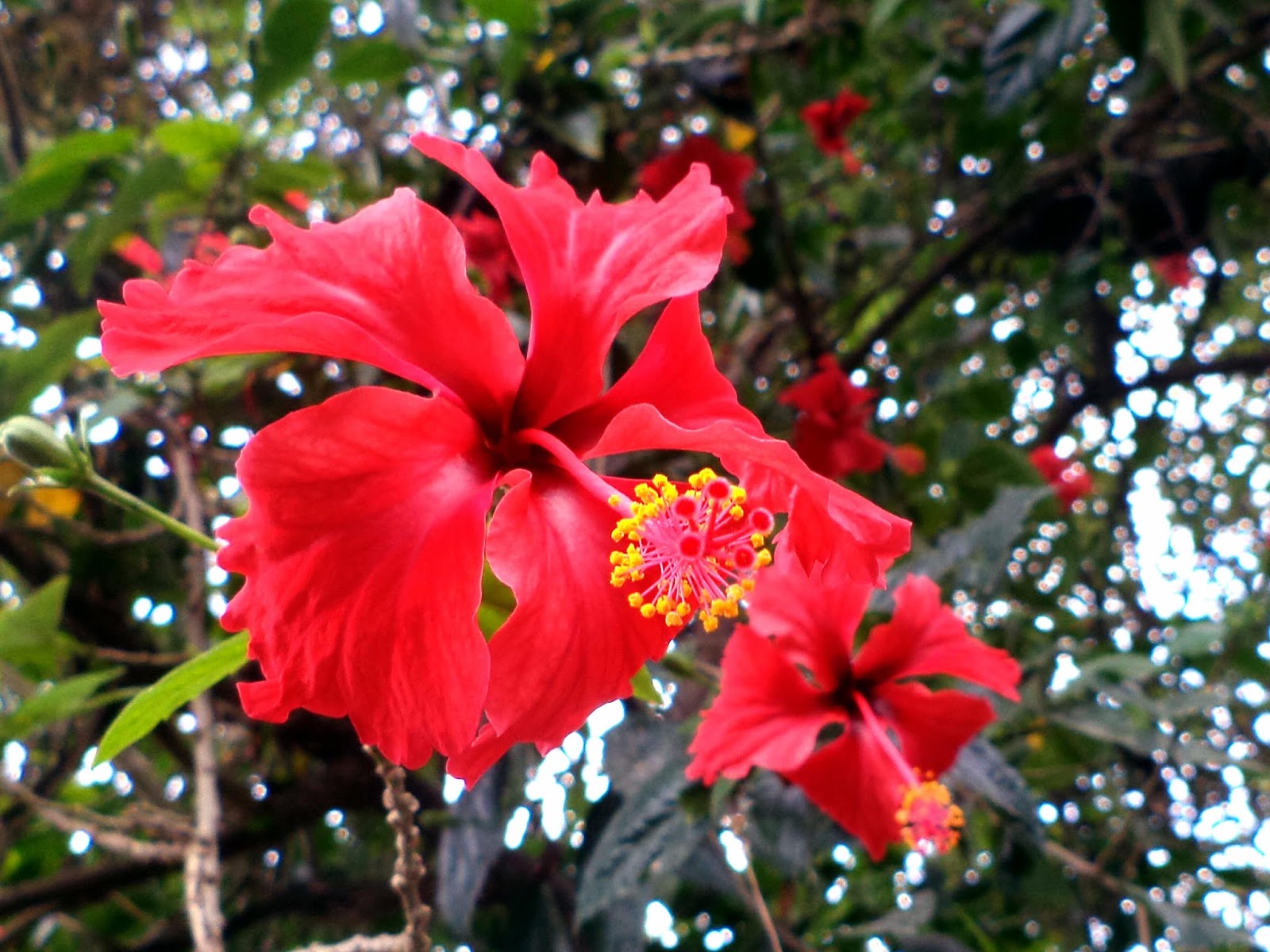 Hibiscus