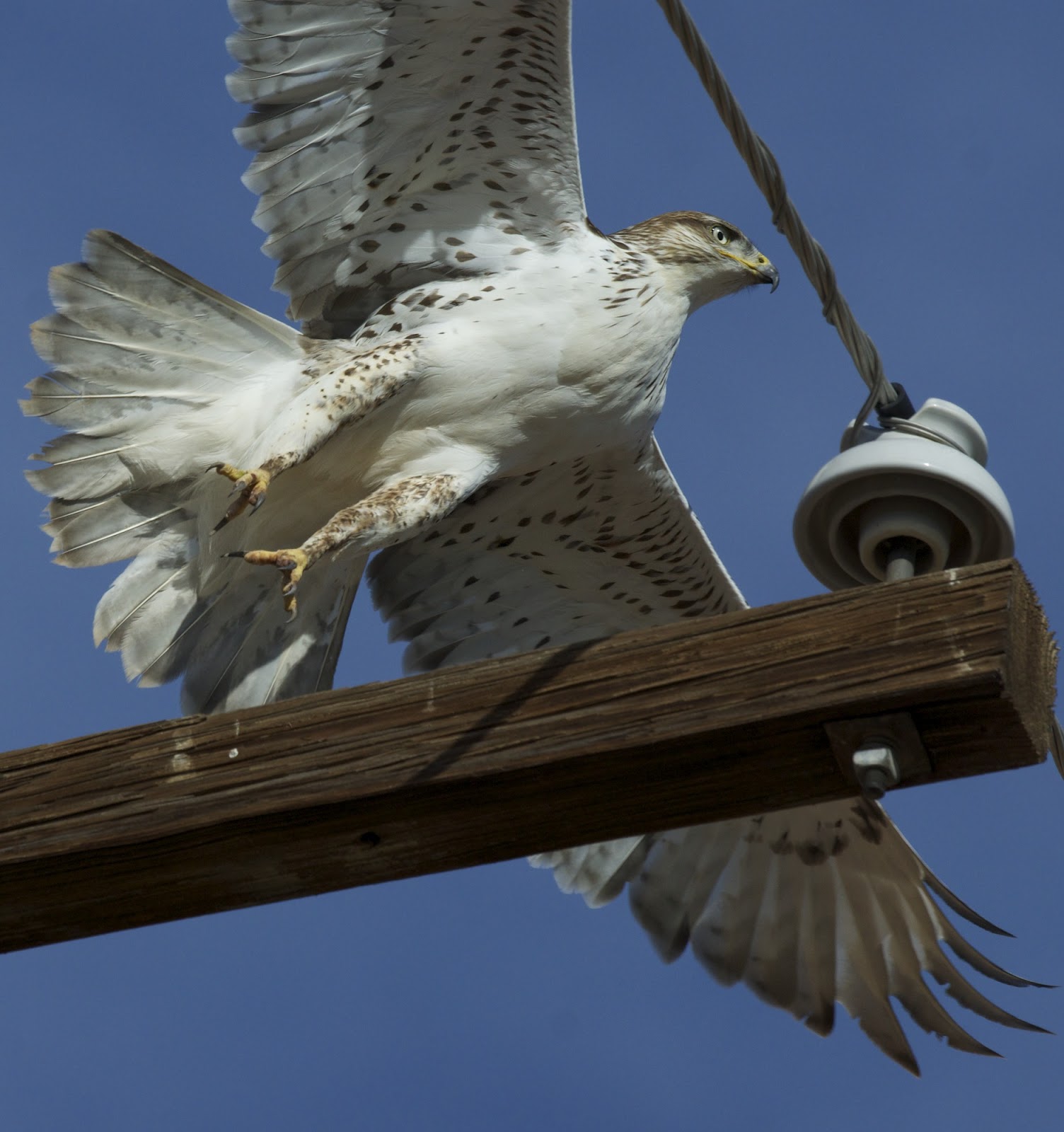 Butler's Birds: Animorph Hawks (Hawks! Hawks! Hawks!)