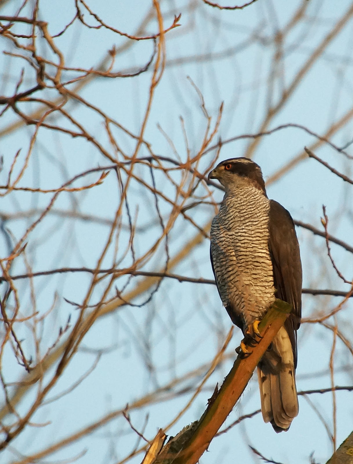 De wereld door mijn lenzen: De Havik, de Sperwer, de Torenvalk en de ...