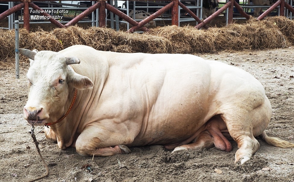 Follow Me To Eat La - Malaysian Food Blog: MAHA 2016 MALAYSIA ...