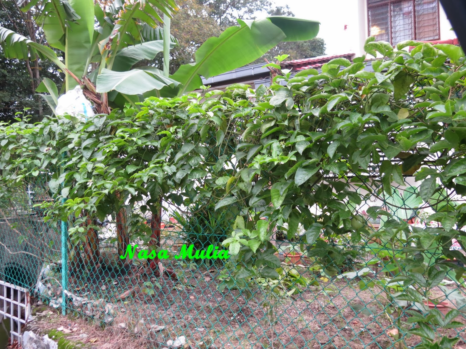 warna warni hidupku..............: Buah Markisa @ Passion Fruits