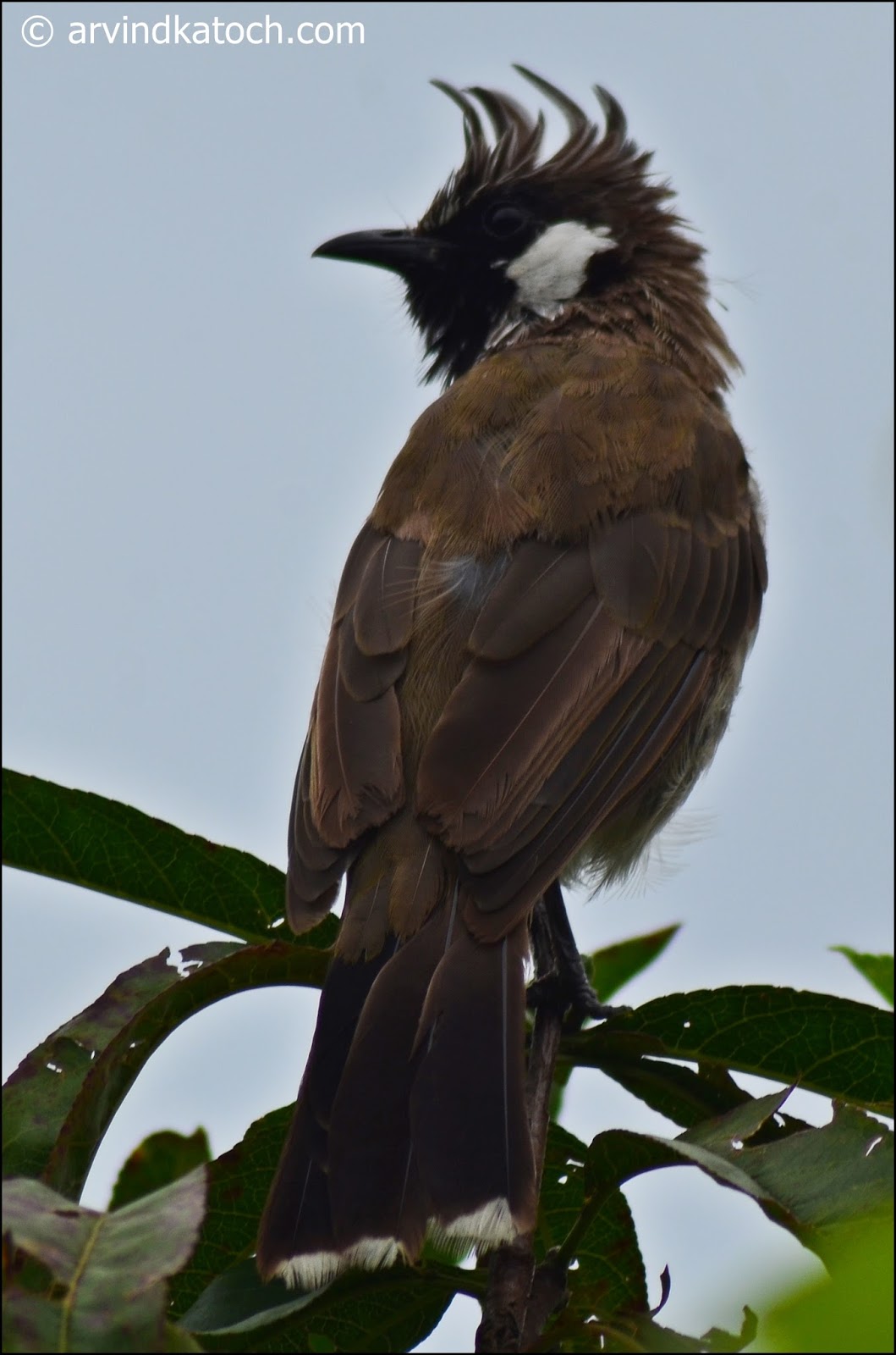 The Himalayan Bulbul (Pycnonotus leucogenys) or White Cheeked Bulbul ...