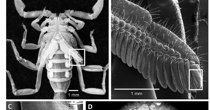 The Scorpion Files Newsblog: Scorpion pectines are probably important ...