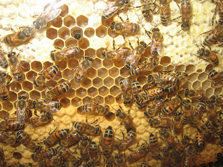 TANTO SABES TANTO VALES: CÓMO ESTÁN ORGANIZADAS LAS COLMENAS