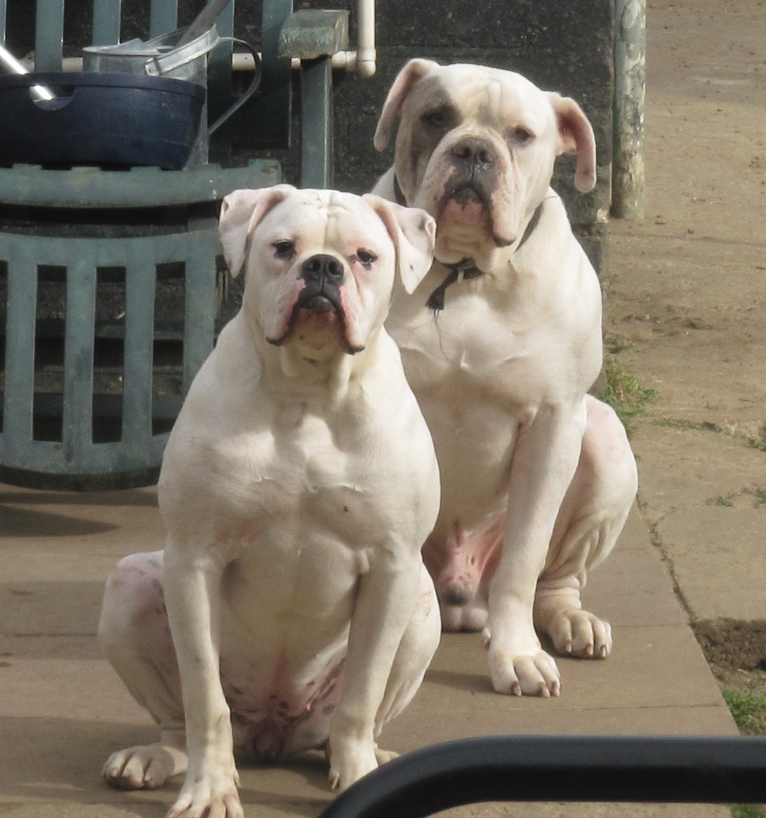 MorsoRosso: Mammut Bulldog