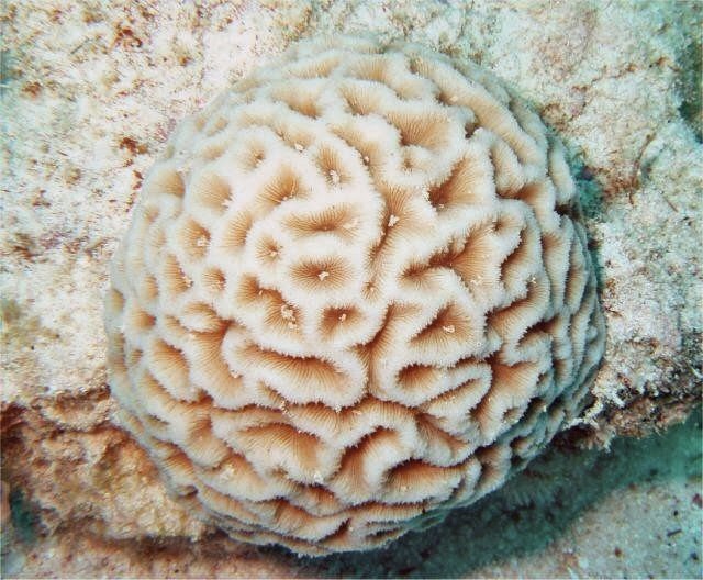 Habitatio » HBT: Trópusi korallok