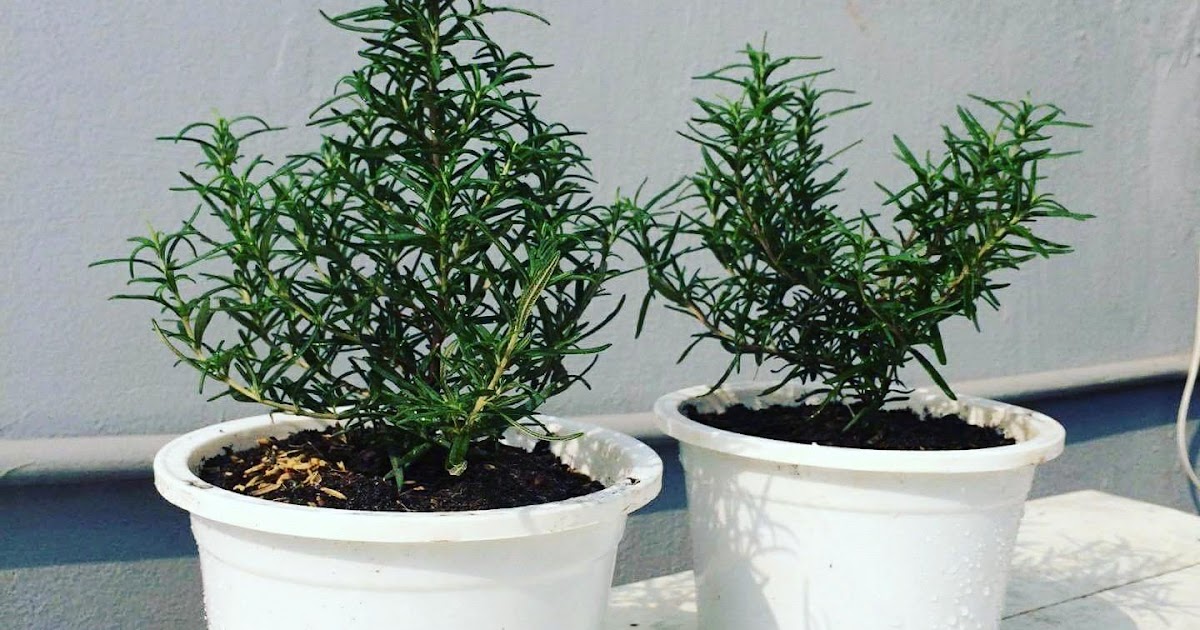 Bán Cây Hương Thảo Rosemary tại Hà Nội