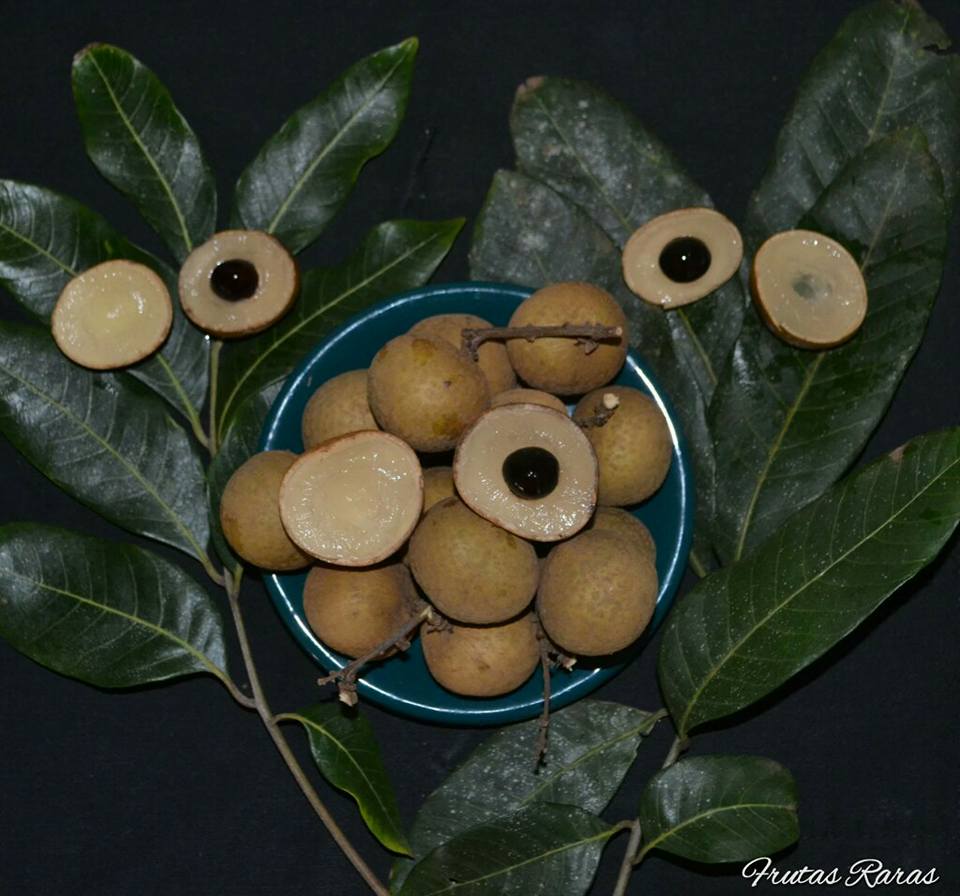 Dimocarpus longan - Longana, olho-de-dragão; Longan. Nas fotos a ...