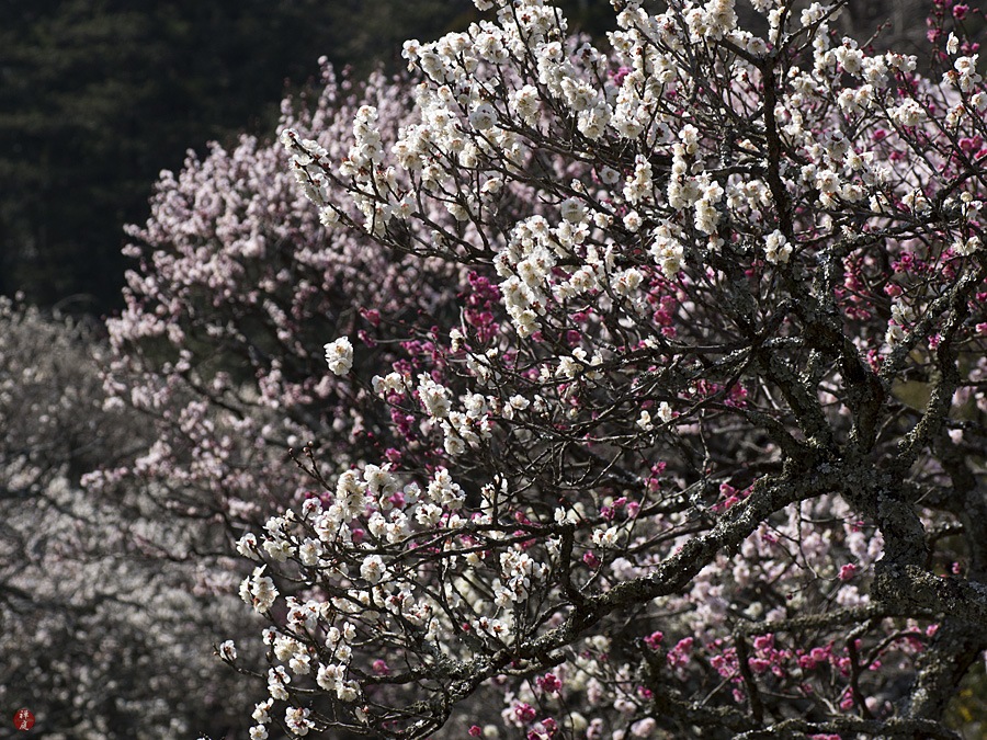 FROM THE GARDEN OF ZEN: March 2013