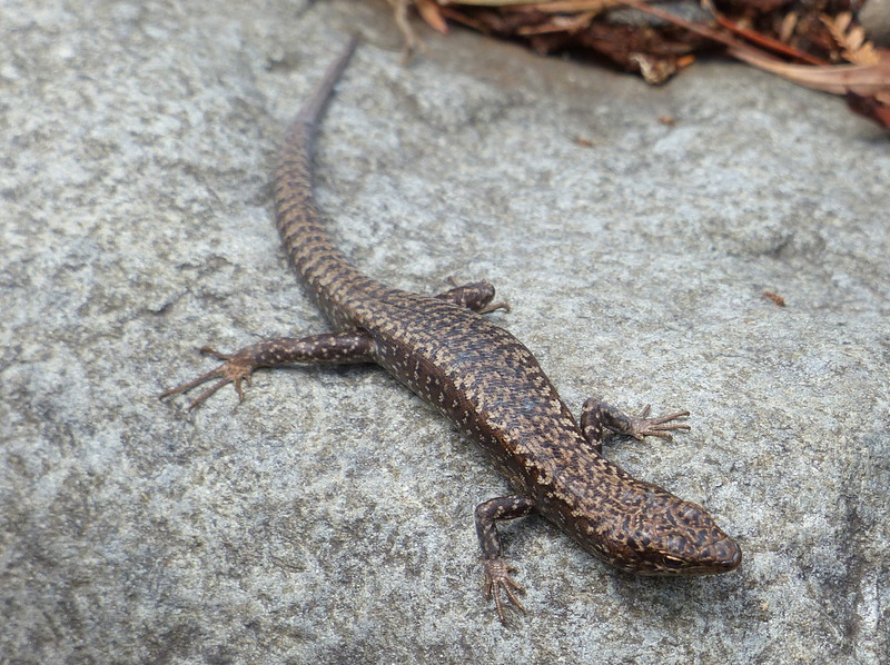 Ian Fraser, talking naturally: Found Nowhere Else! Some Australian ...