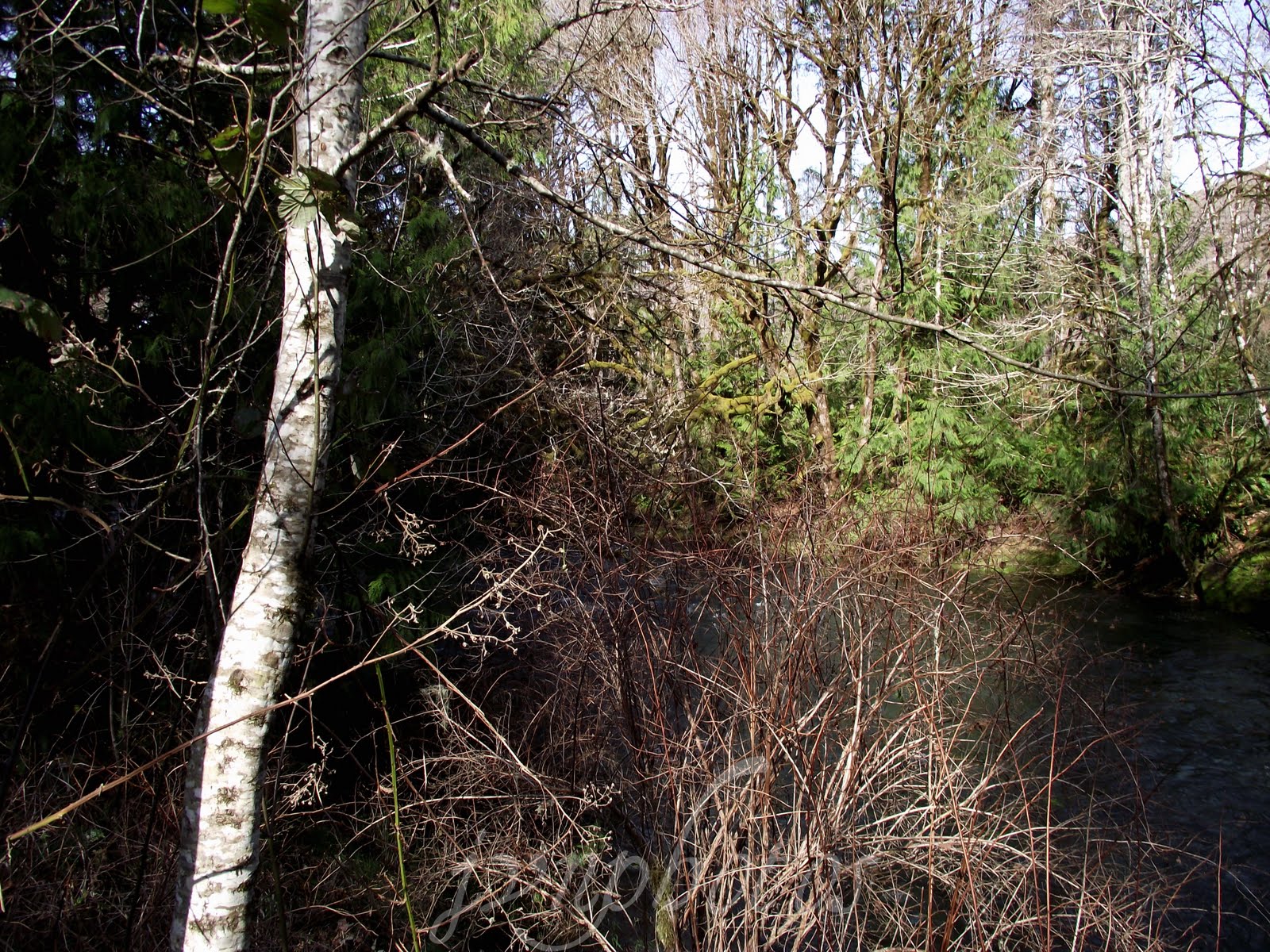 Photos by Jan: Triangle Lake, Oregon and Further Adventures