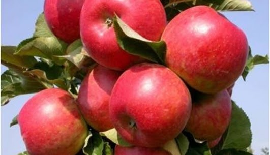 Plant Preview: Dwarf Columnar Urban(TM) Apple Trees