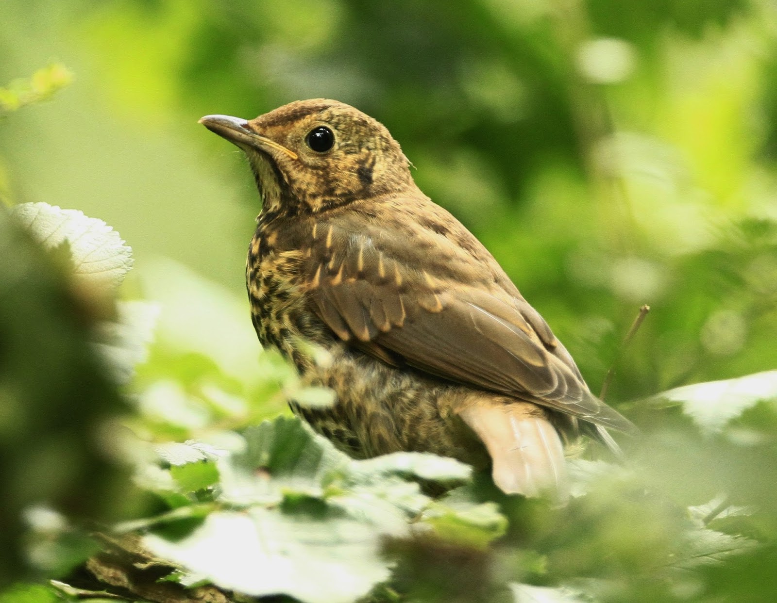 The Breckland Birder: Song Thrushes at Marlingford, Norfolk