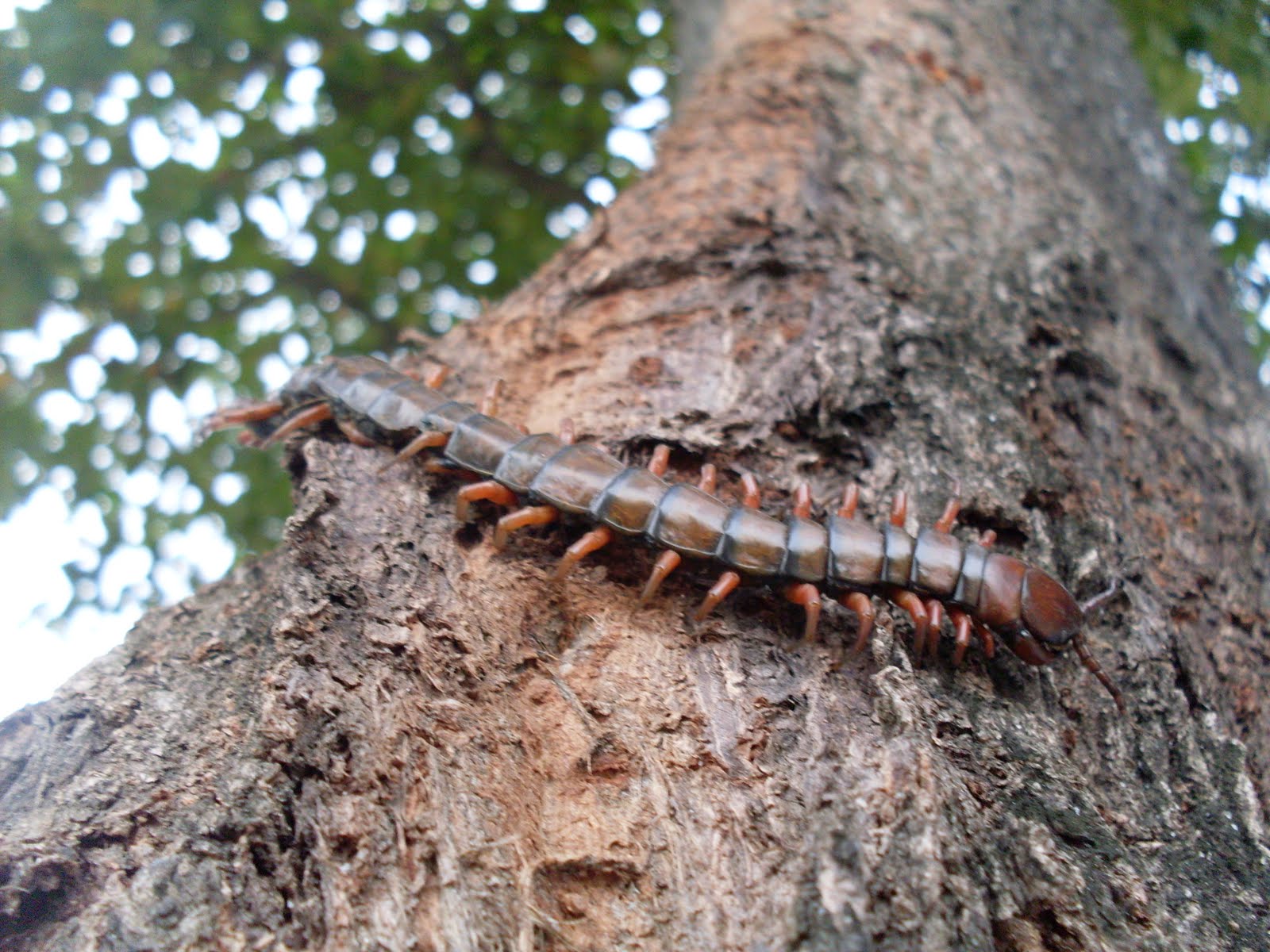 BIOFLAGRANTES*: LACRAIA