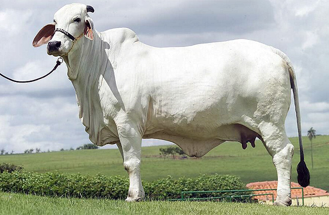 AGRO Jornal: MT: valor da arroba da vaca gorda é o menor desde ago/2010