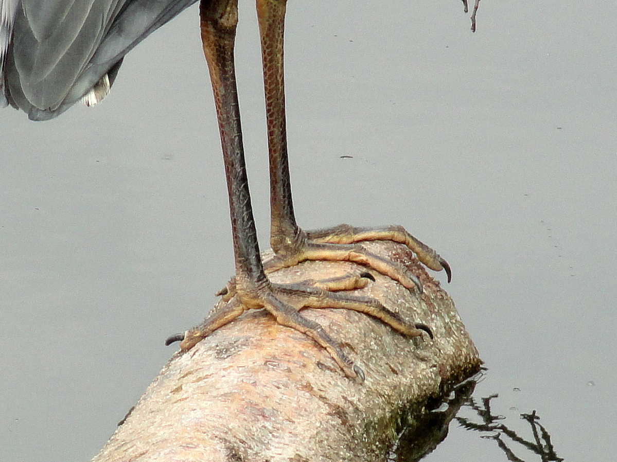 Wanderin' Weeta (With Waterfowl and Weeds): Bigfoots