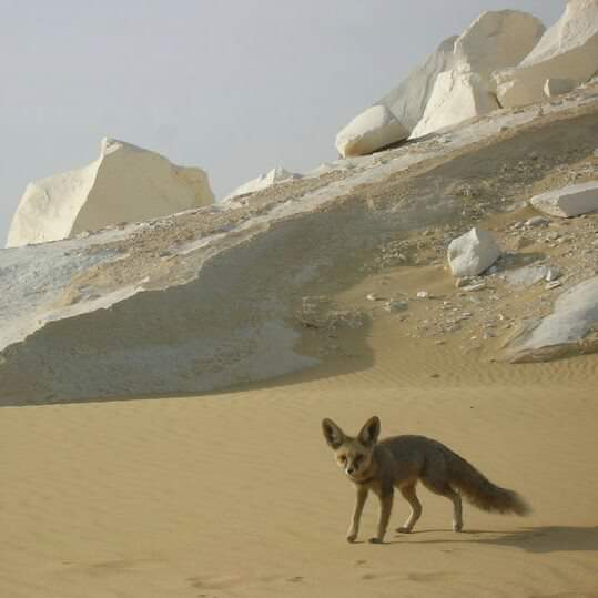 Jimmy Egypt Tours: Gallery