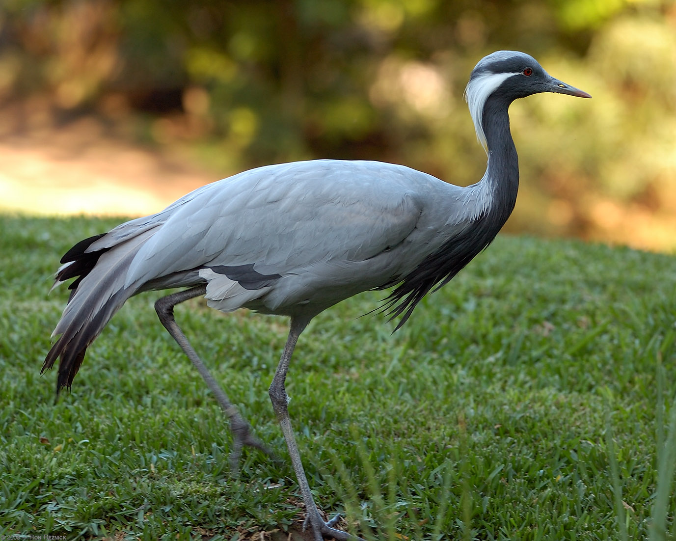 Crane The Biggest Animals Kingdom Crane The Biggest Animals Kingdom