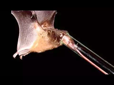Facts Stranger Than Fiction: Interesting Facts About Bats