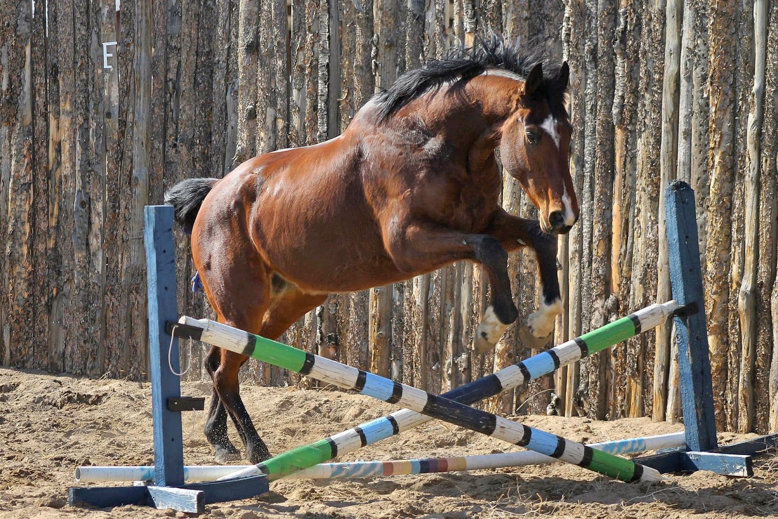 Bit of Honey Training: Highboy Learning to Jump