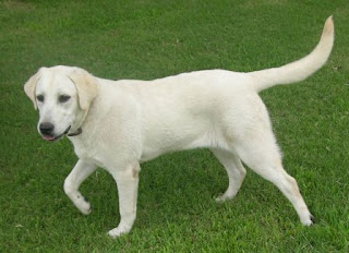 Retriever Labrador: White Labrador Retriever