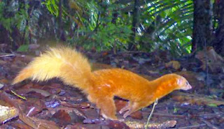 Species Malayan weasel | Animals In The World