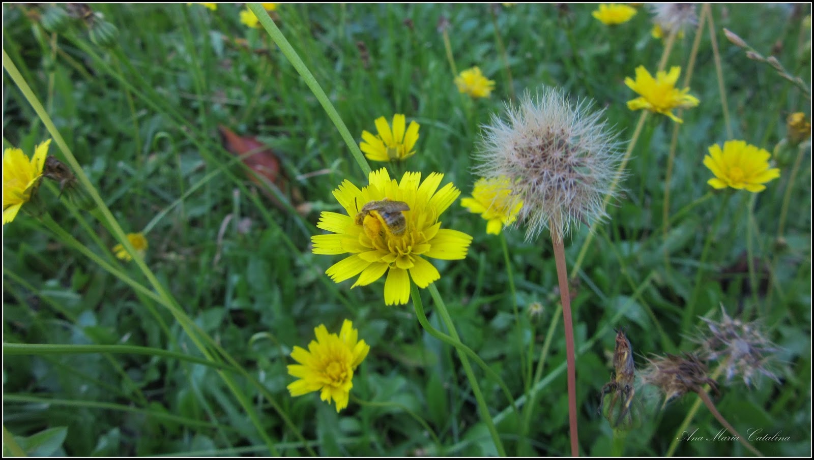 Lumea văzută din Turda: Barba caprei (Tragopogon dubius...)