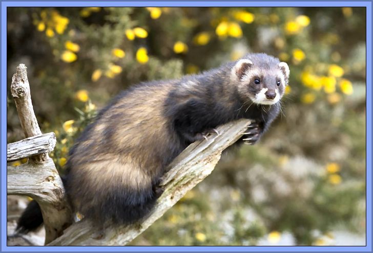 No PC Views: Old Stinker Is Back