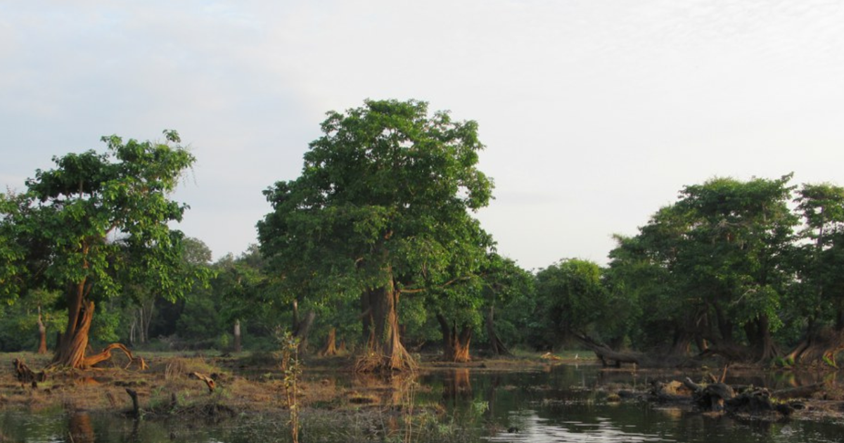 The Best Time to Visit Gabon's Wonders
