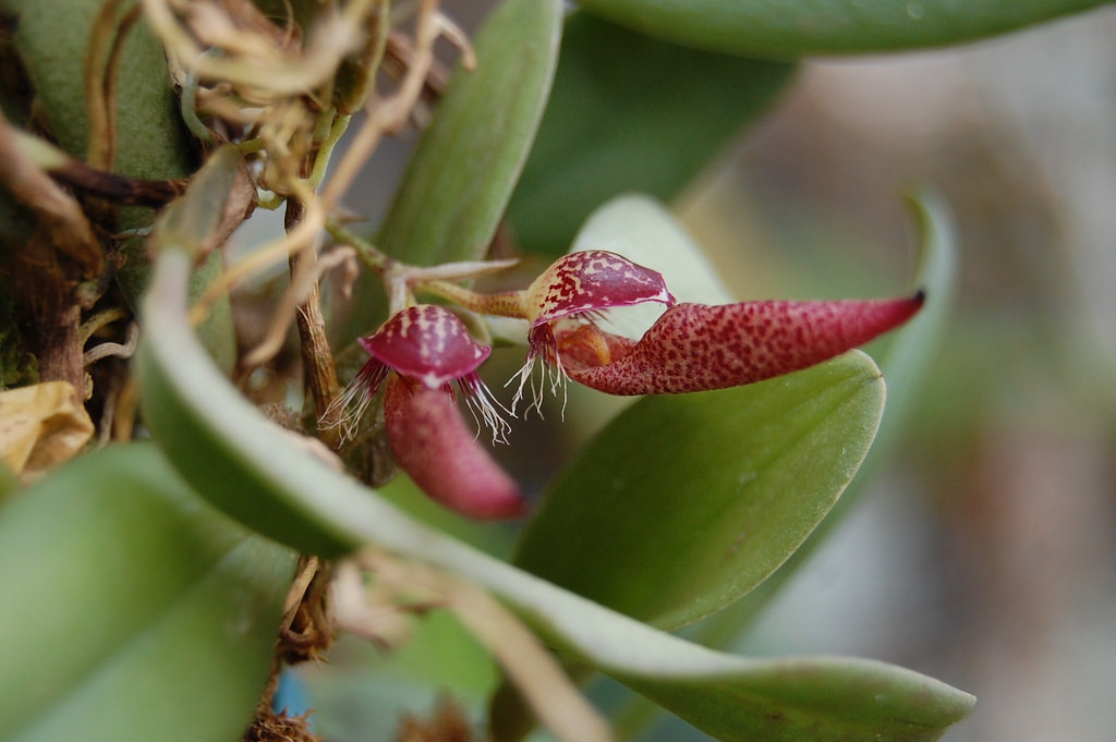 Bulbophyllum mirum care and culture | Travaldo's blog