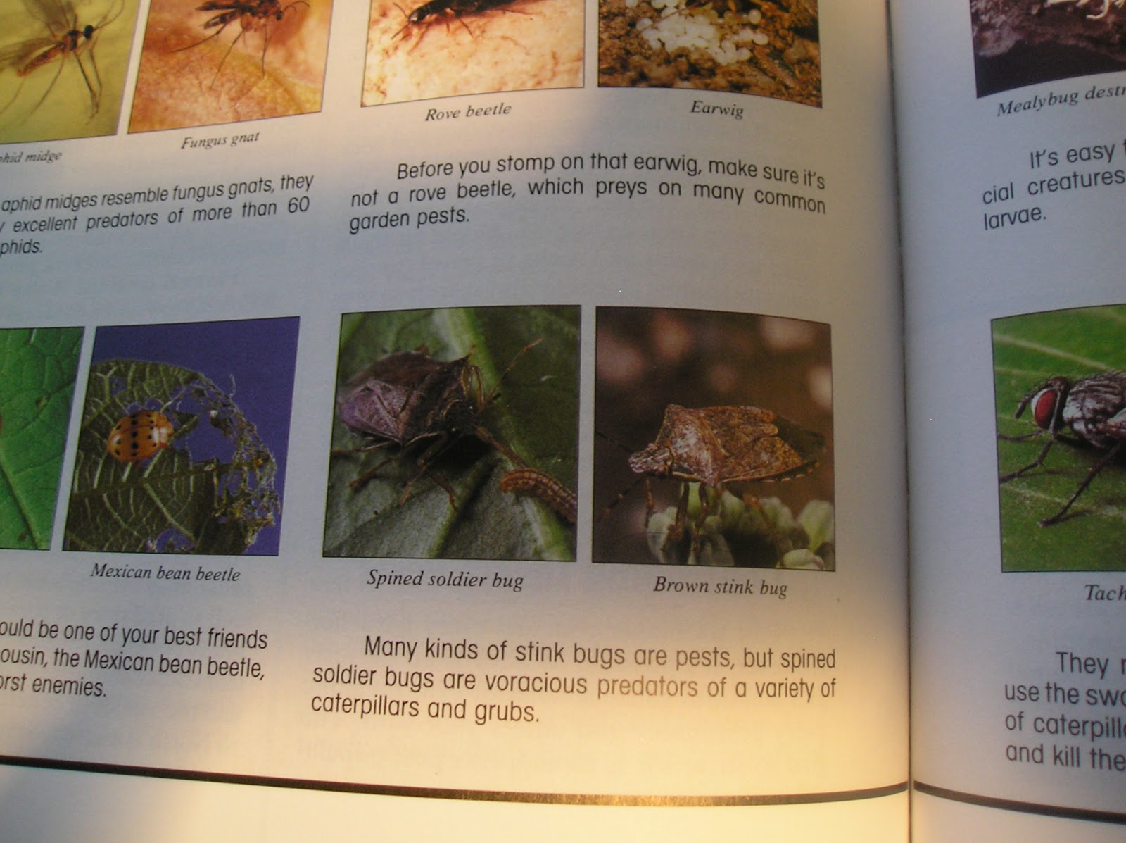 Thoughts from Frank and Fern: Hooray for the Assassin Bugs! - Update