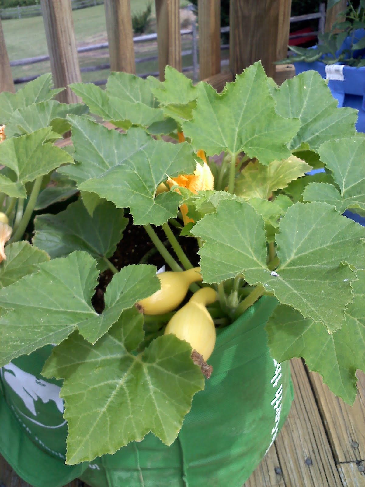 Micro Munchies (a.k.a. Honey Bunny Miniatures): My Garden