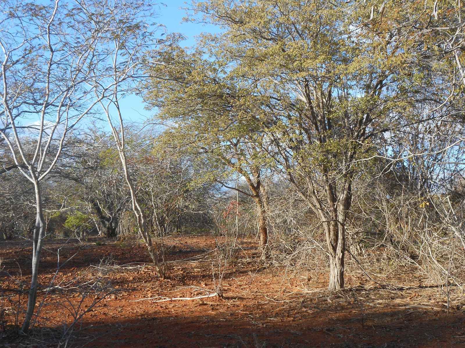Visões da Caatinga: Curiosidades sobre o bioma caatinga