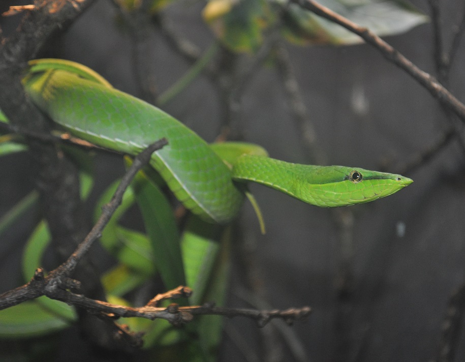 ZOOTOGRAFIANDO (6.100 ANIMALS): CULEBRA BEJUQUILLA VERDE / GREEN VINE ...