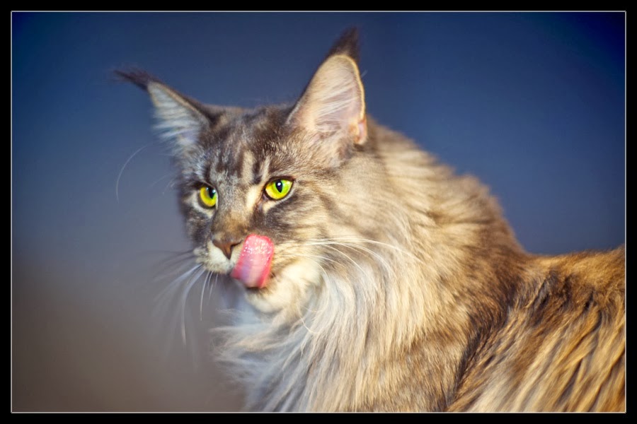 Our Plain City Life: Few Recent Photos of Shiva