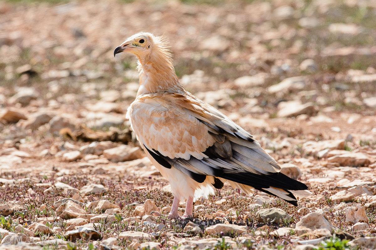 Miguel Angel Peña. Fotos de Naturaleza: El guirre