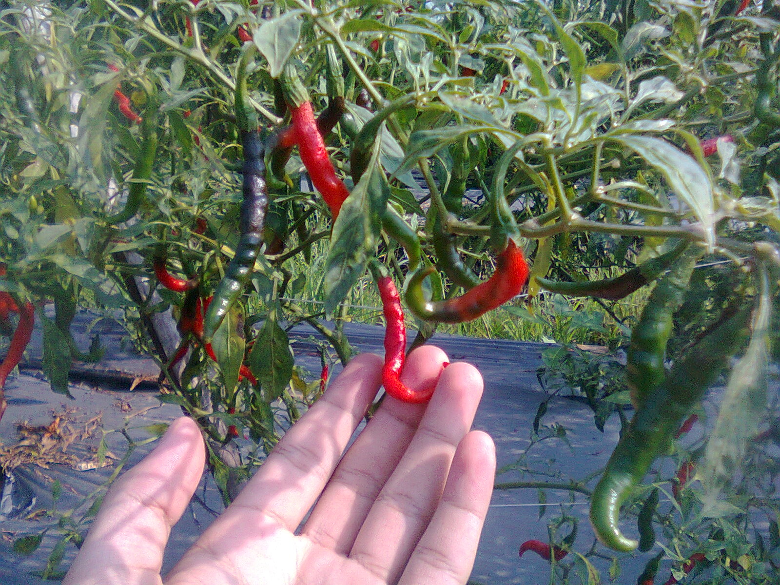 Daun dan Bunga CABE Rontok? Beginilah Solusi Mengatasinya. Coba Aja ...