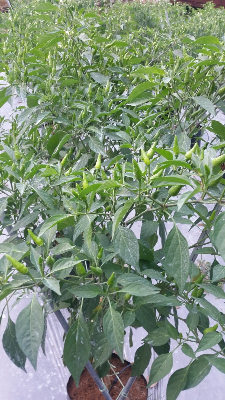 Warisan Petani: Tanaman Cili Fertigasi.