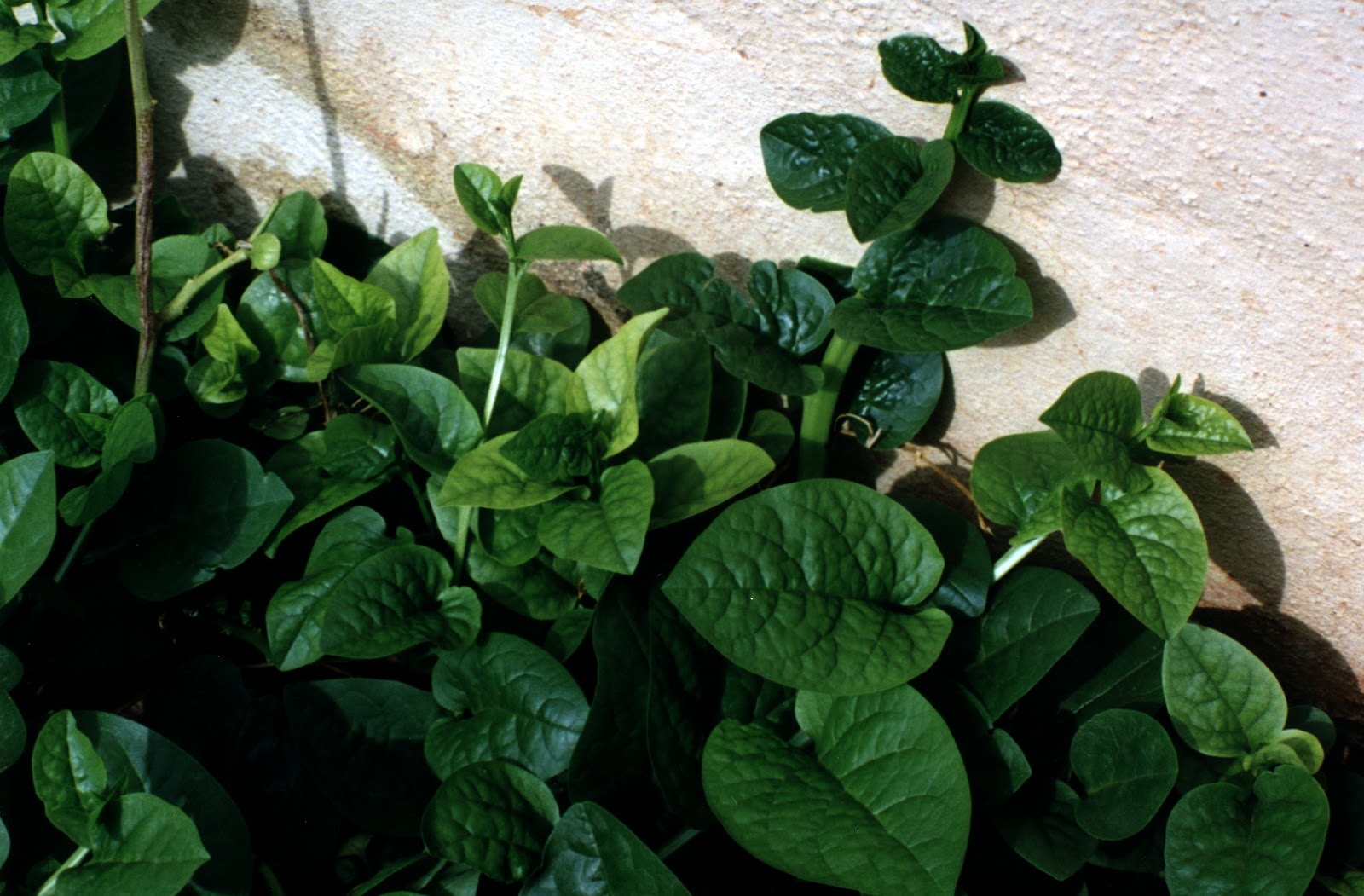 Home Medicine - Basale ( Basella alba ) - HOME HEALTH