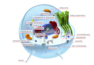 Pengertian Sel dan Fungsi Sel