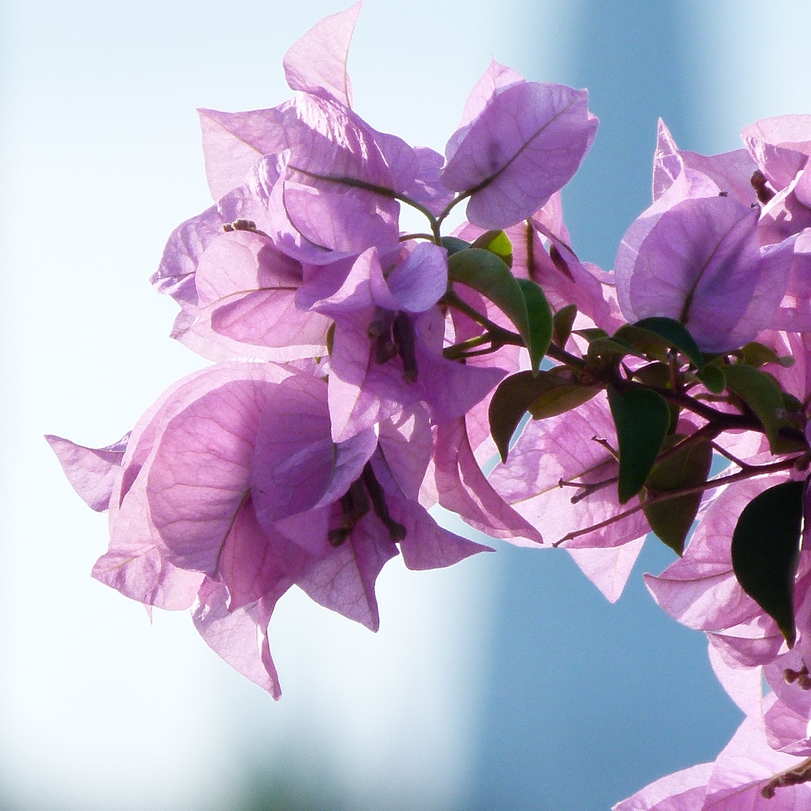 Violet flower free picture for commercial use
