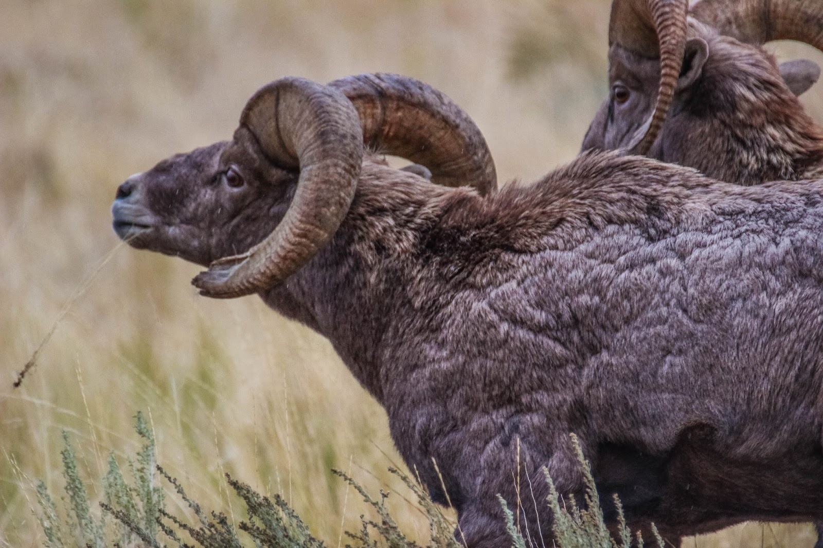 Cannundrums: Rocky Mountain Bighorn Sheep - Washington