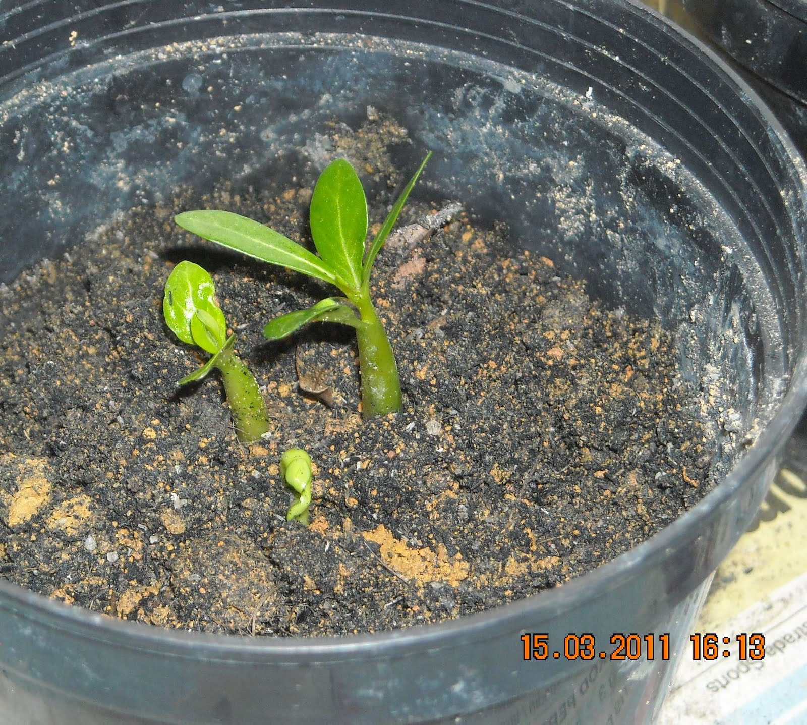 ROSMERAHPUTIH: BELAJAR MENYEMAI BENIH