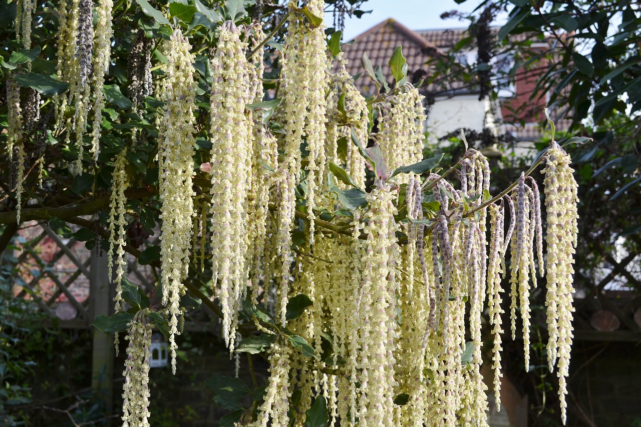 WHEN AND HOW DO YOU PRUNE BACK GARRYA ELLIPTICA |The Garden of Eaden