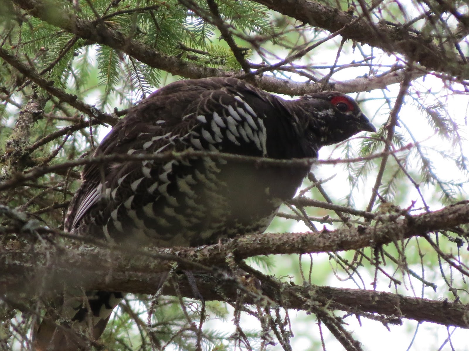 Vermont Birds and Words : Boreal Birds - NEK VT Moose Bog & Victory Basin