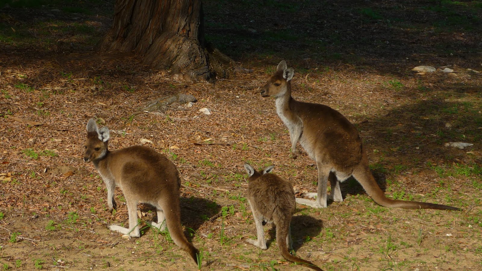 Yanchep National Park: kangourous et koalas. ~ Very cool trip