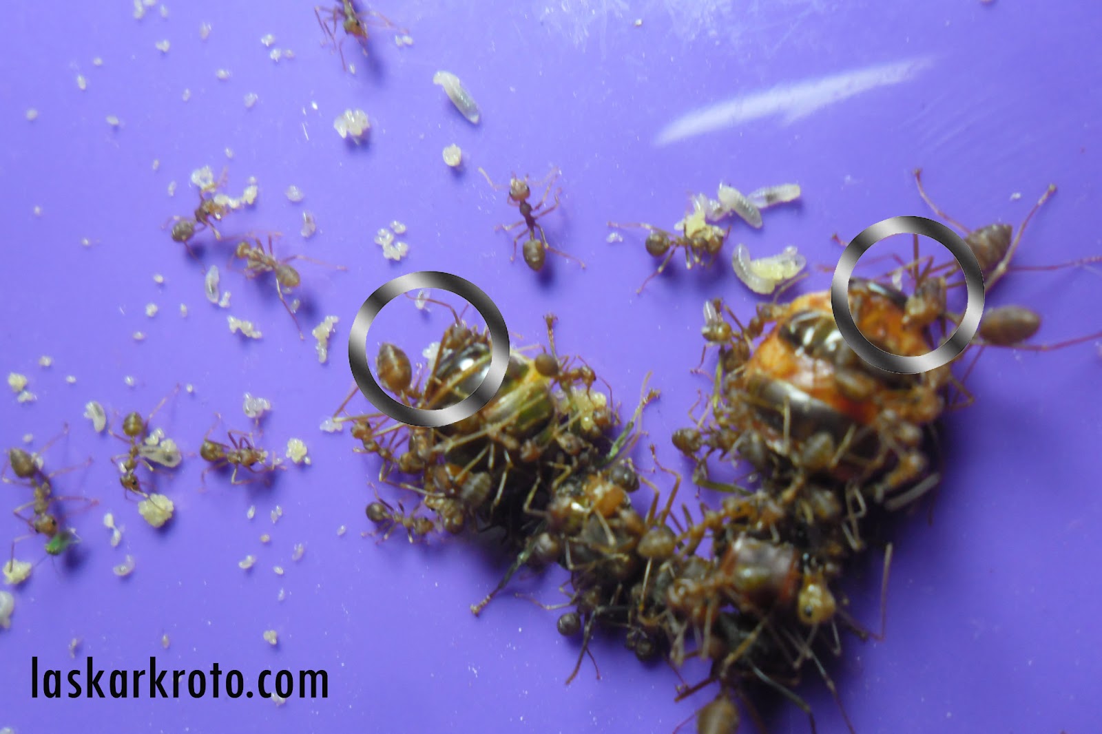 Republik Kroto | ternak kroto | budidaya semut rangrang di toples