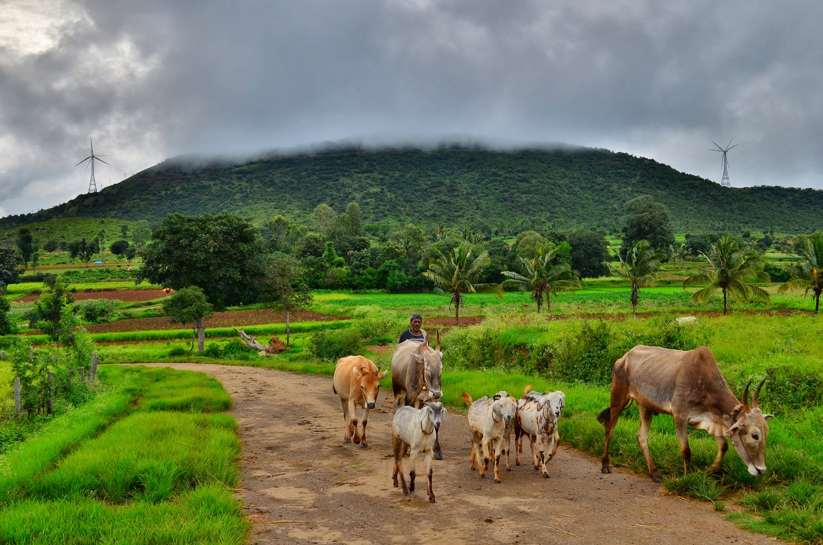 Sharath Hassan A Travelling Photographer: SEEGE GUDDA, Hassan Taluk ...