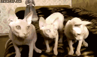 Chuck's Fun Page 2: Twelve animal GIFs that are worth a view