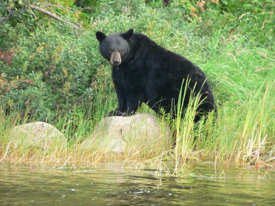 wild life ~ High Definition Wallpapers|Cool Wallpapers|Nature Wallpapers